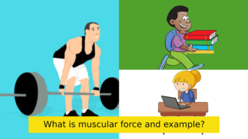 What is muscular force and example? » Open access journals